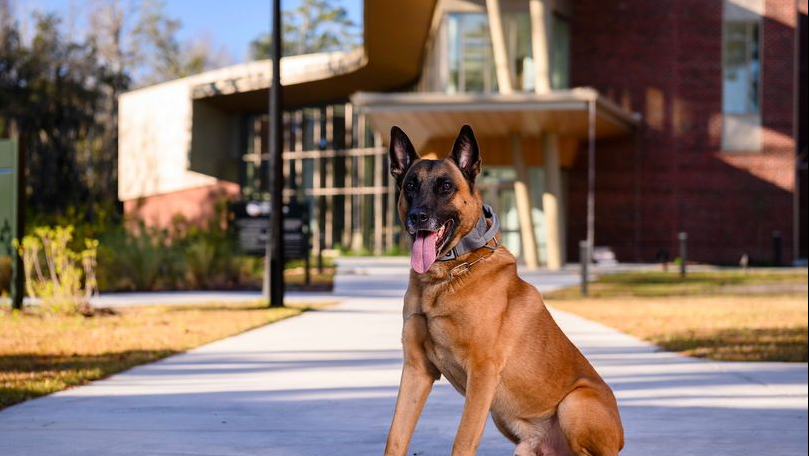 Military veteran, Georgia Southern University police K-9 settles into ...