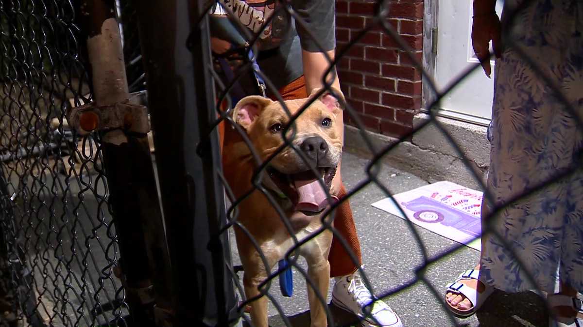 Revere man facing animal cruelty after admitting to tying dog to pole ...
