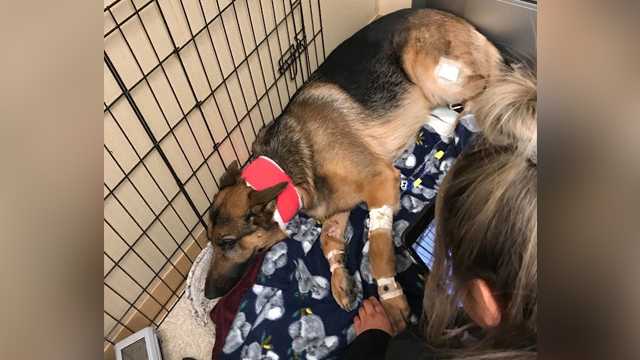 German shepherd beaten, shot while protecting teen during home invasion