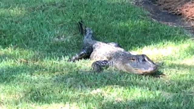 Low Reservoir water levels lead to alligator problem