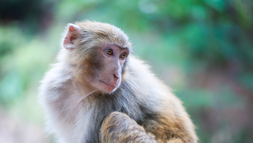 South Carolina: Search continues for 43 escaped monkeys