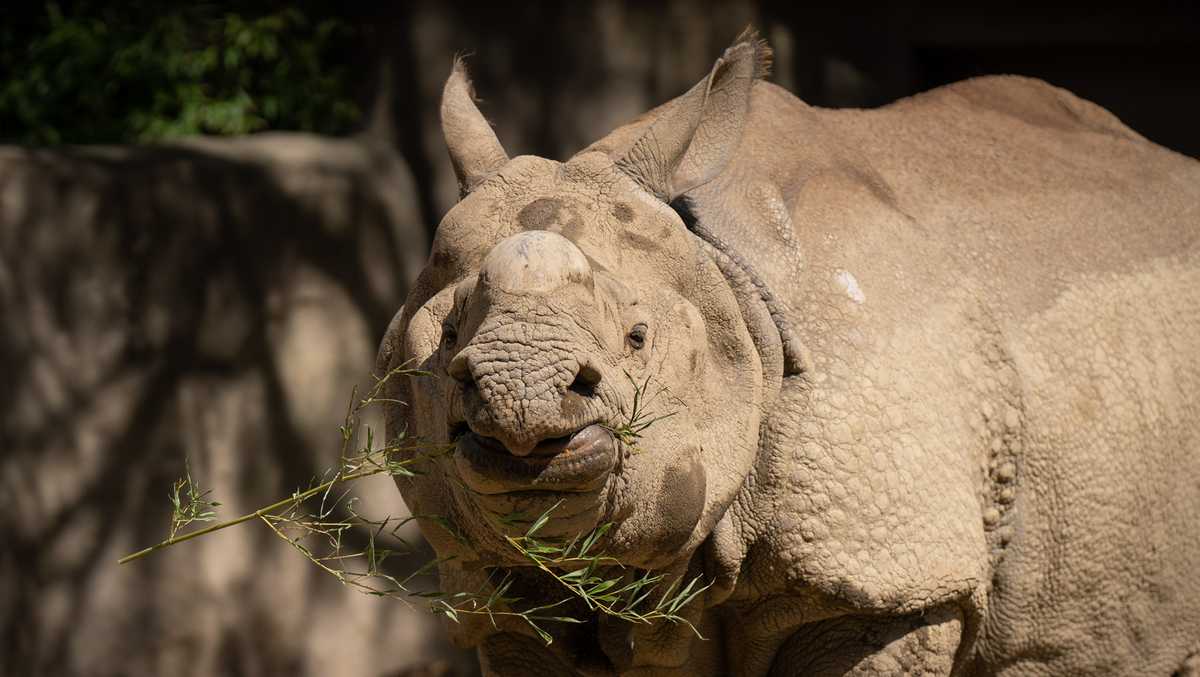 Omaha Henry Doorly Zoo welcomes one-horned rhino this fall