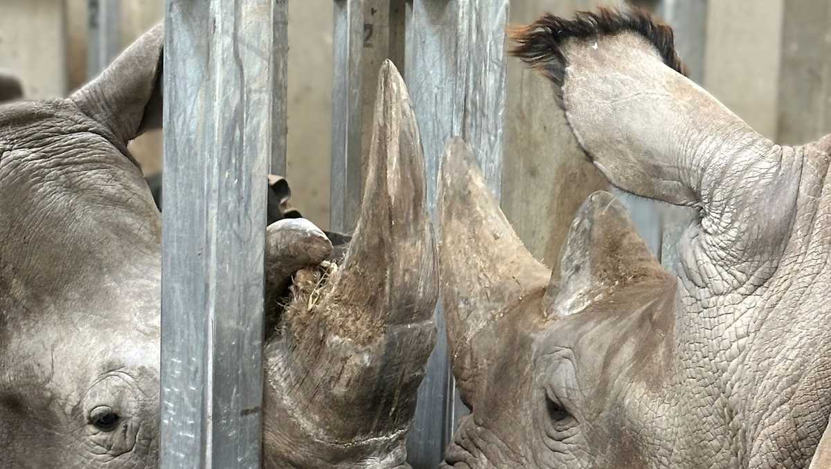 Omaha's zoo announces addition of southern white rhino