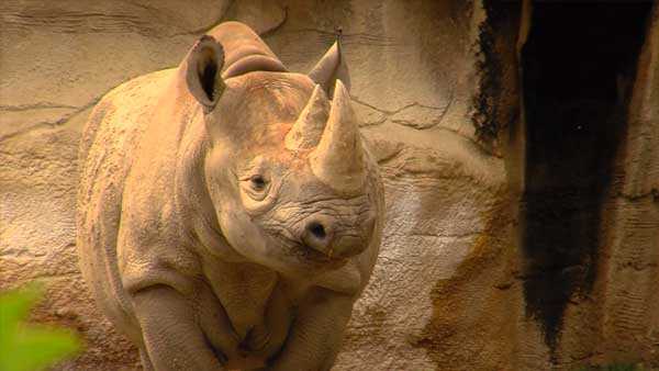 Cincinnati Zoo rhino donates blood for his unborn calf