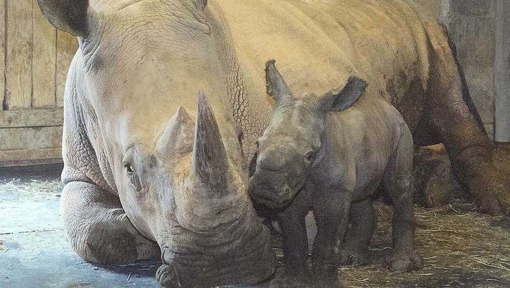 Southern white rhino born at North Carolina Zoo Southern white rhino born at North Carolina Zoo