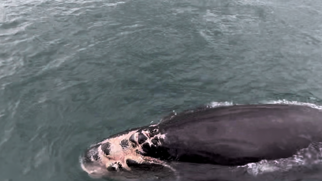 Ocean conservationists advocate for right whales