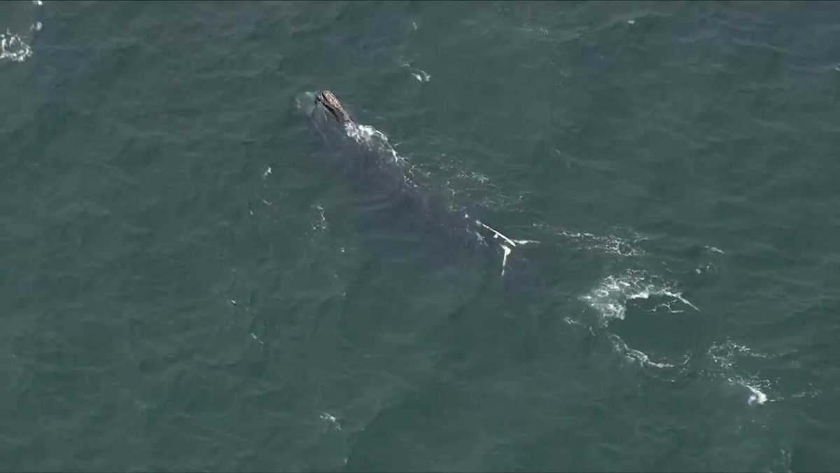 20% of all North Atlantic right whales gathered off Cape coast