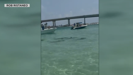 VIDEO: Boaters shocked by hammerhead sharks