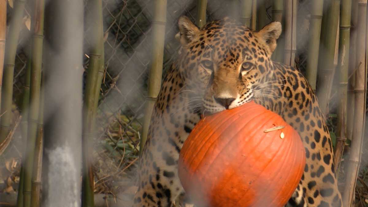 Animals at Louisville Zoo culminated the Halloween season with annual ...
