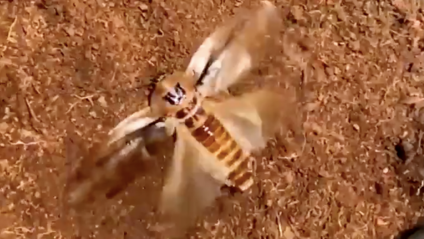 New to the Cincinnati Zoo: A peppered roach from Central America