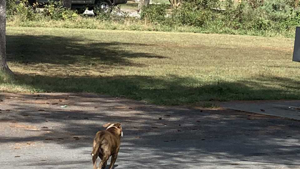 Lost and Found Pets in the WXII 12 Community
