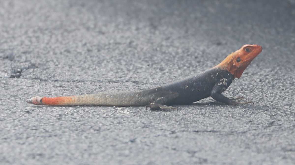 Invasive lizards may lead to rise in SWFL mosquito-borne disease cases ...