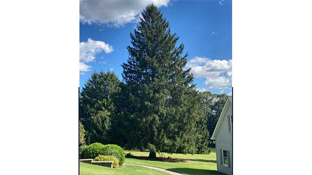 This year's Rockefeller Christmas Tree is coming from Elkton