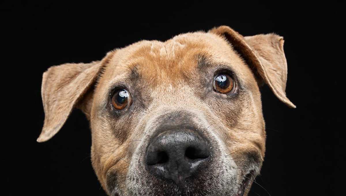 Adoptable dog recovers from being semi-paralyzed