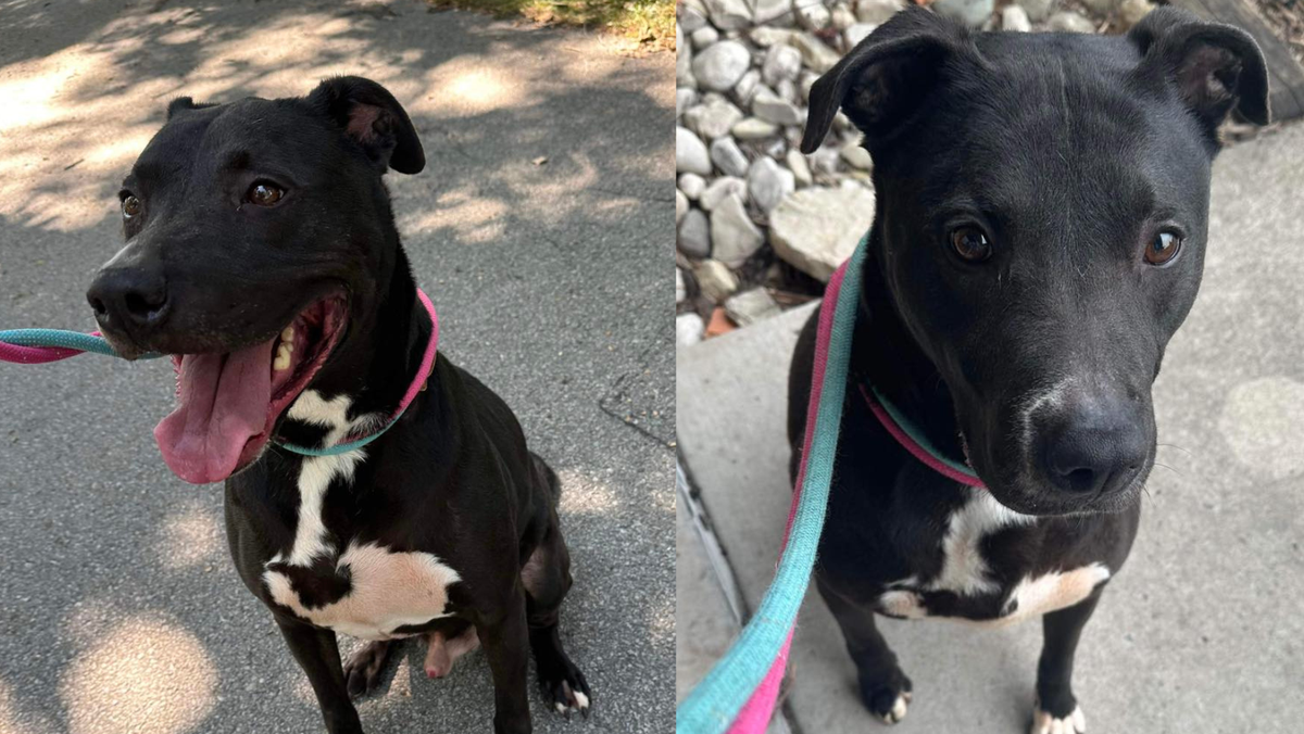 Dog who has been at Ohio shelter for more than 5 years looking for ...
