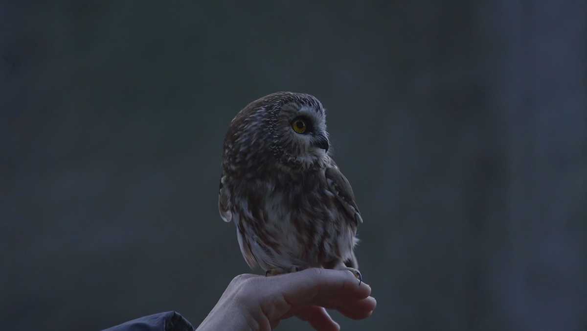 WATCH: Tiny owl rescued from Rockefeller Christmas Tree released back ...