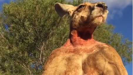 'Farewell our darling': Roger the huge kangaroo with bulging biceps has ...