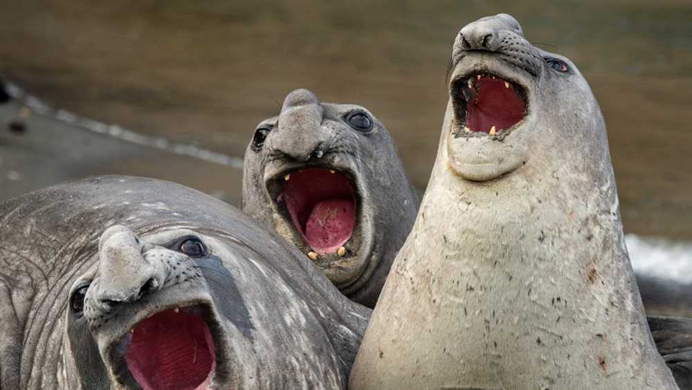 The most hilarious animal photos of the year