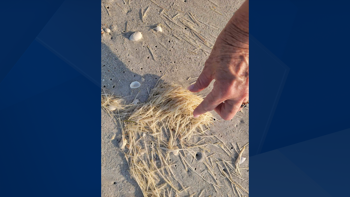 What are the mysterious stringy clumps washing ashore on Collier County ...