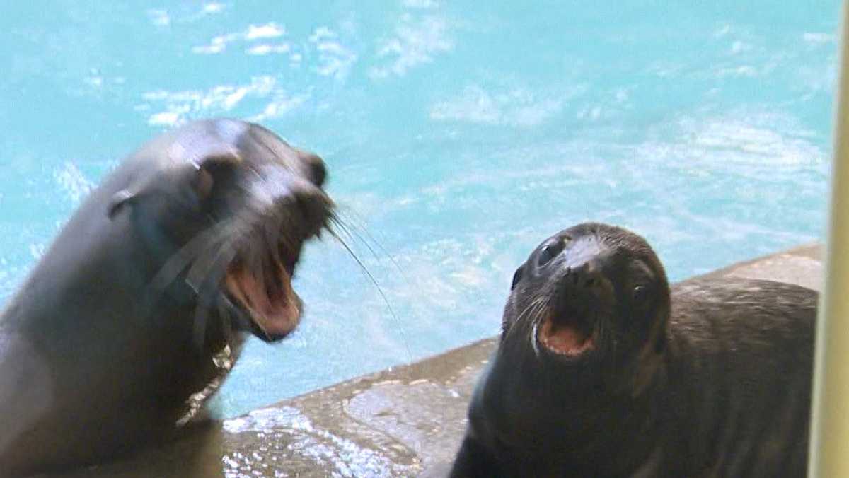 Baby sea lion splashing around at New England Aquarium
