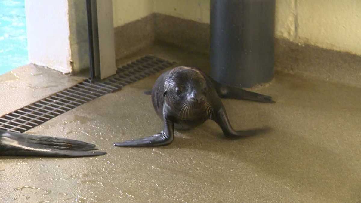Baby sea lion splashing around at New England Aquarium