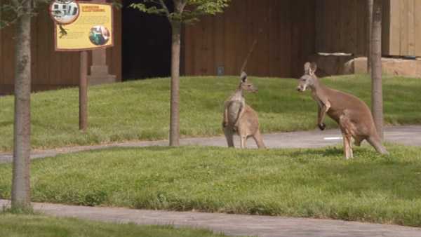 Walk among the kangaroos at Cincinnati Zoo's new exhibit — no glass or ...