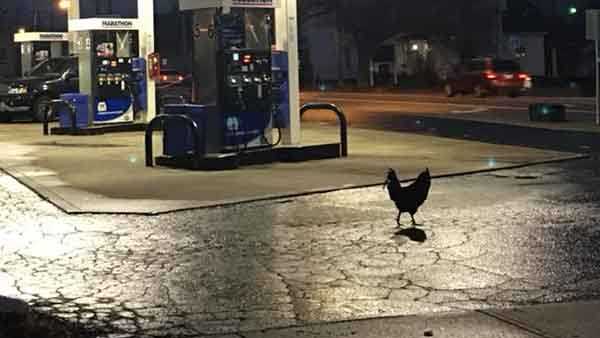 Rogue rooster spends hours strutting his stuff at Mason gas station