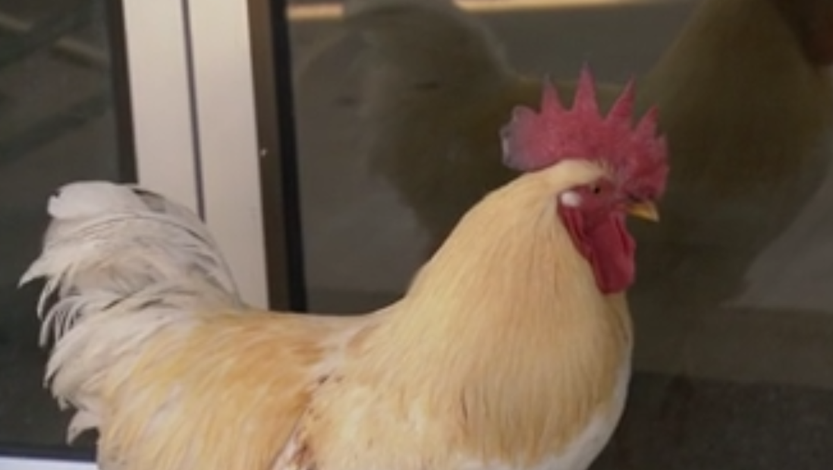 Fred the Oviedo rooster dies