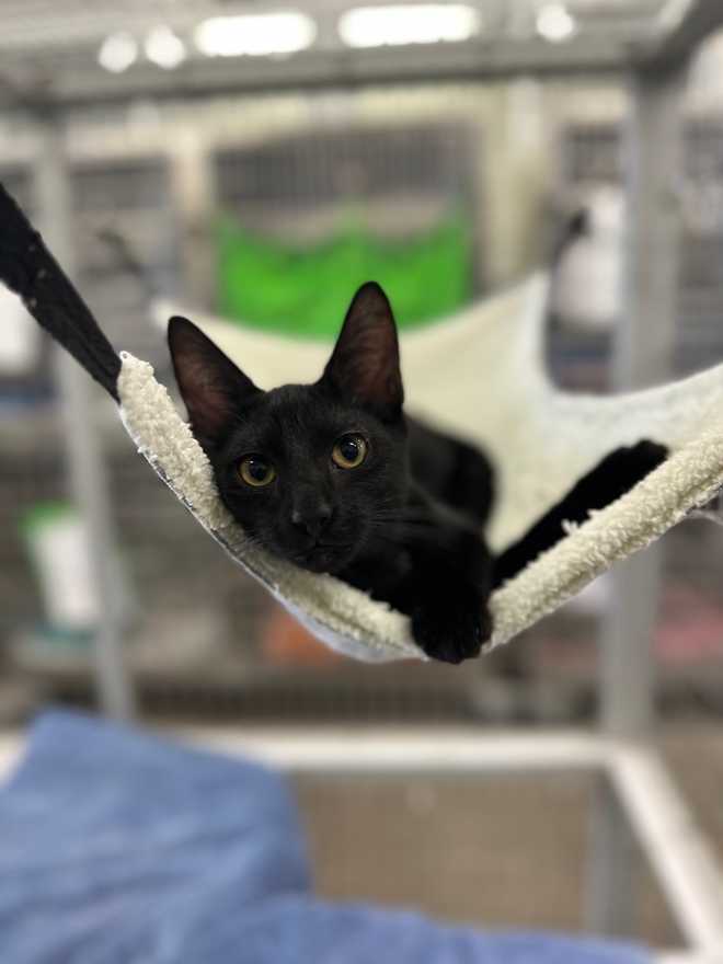 Marion County Animal Services: Meet the adoptable pets
