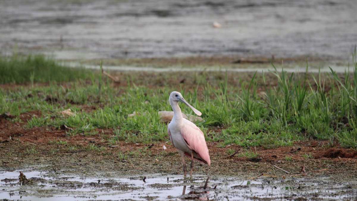 Roseate spoonbill sighting in Wisconsin