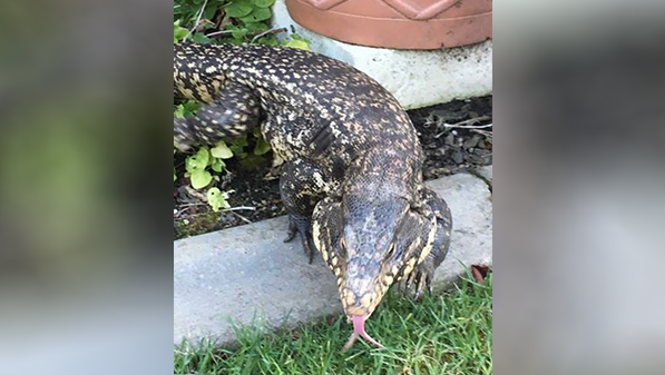Officer captures 4-foot lizard in 'Jurassic Roseville'