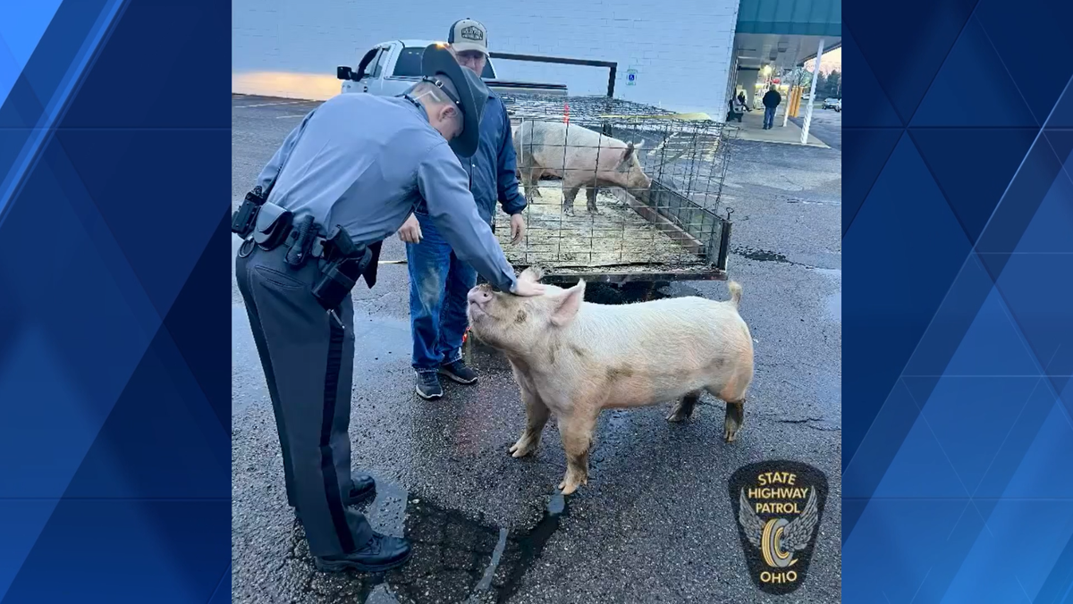 WATCH: Ohio state troopers wrangle loose pig outside McDonald's in ...