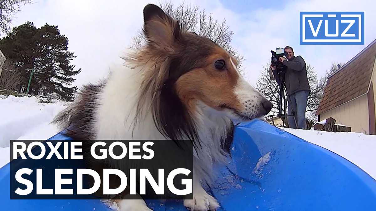 Roxie the sledding dog has gone viral
