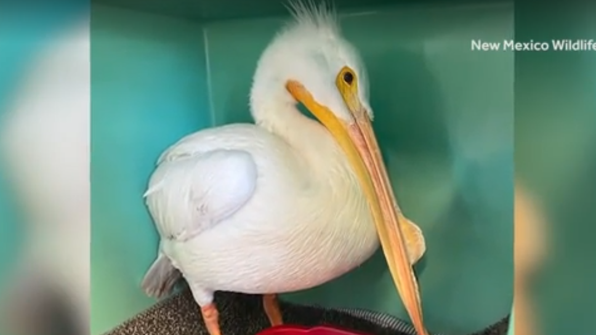 Rescued pelican to be released after rehabilitation