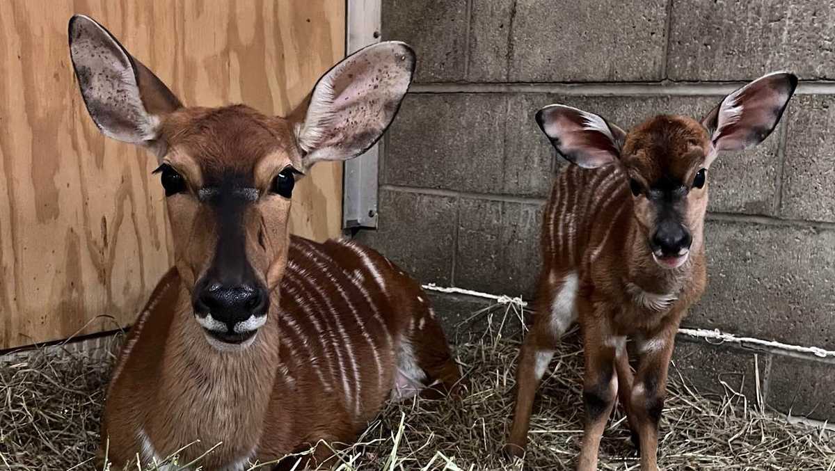 Pittsburgh Zoo and Aquarium welcomes baby nyala