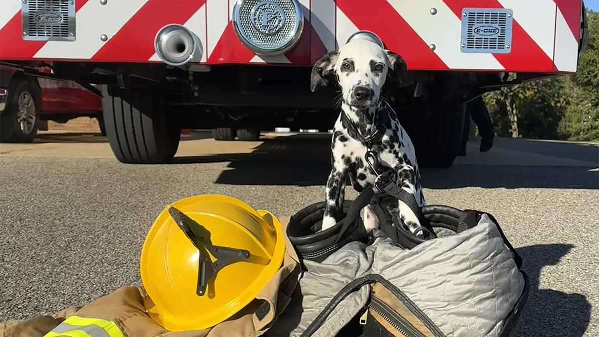 'Ruby to the rescue:' Wiggins Fire Department introduces newest member ...