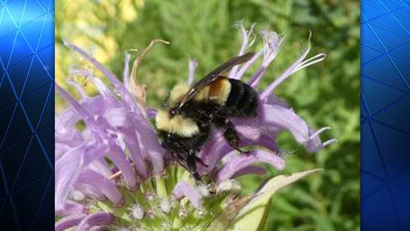State adds rusty patched bumble bee to endangered species