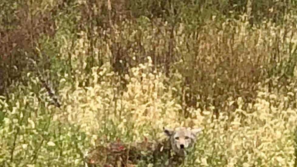 More reported coyote sightings as more homes built in wildlife habitat