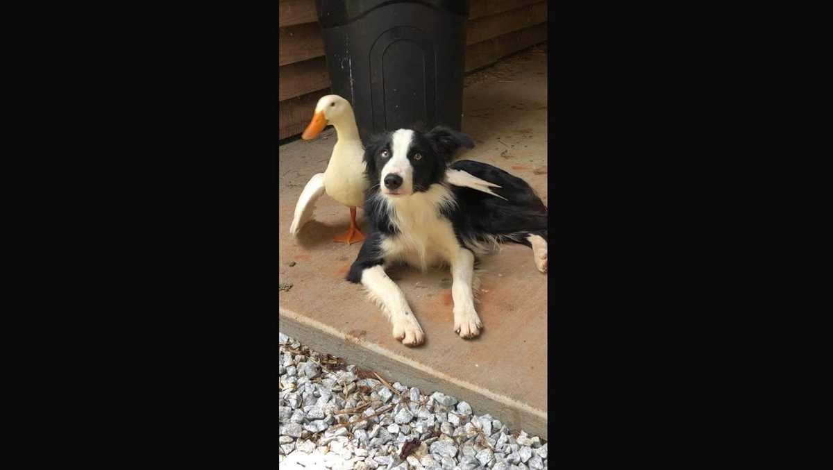 Beloved duck at Split Creek Farm in Anderson dies when he is hit by car