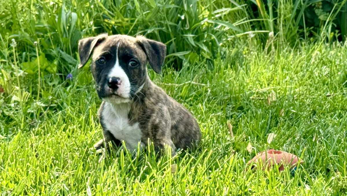 Butler County animal shelter provides happy update on puppy found ...