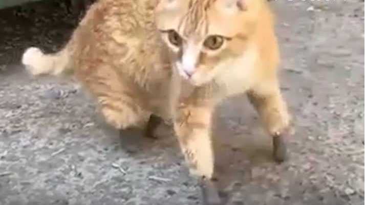 Cat loses 4 paws to frostbite, gets artificial limbs and walks, video shows