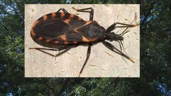 Disease transmitted by kissing bugs becomes more common, American Heart ...