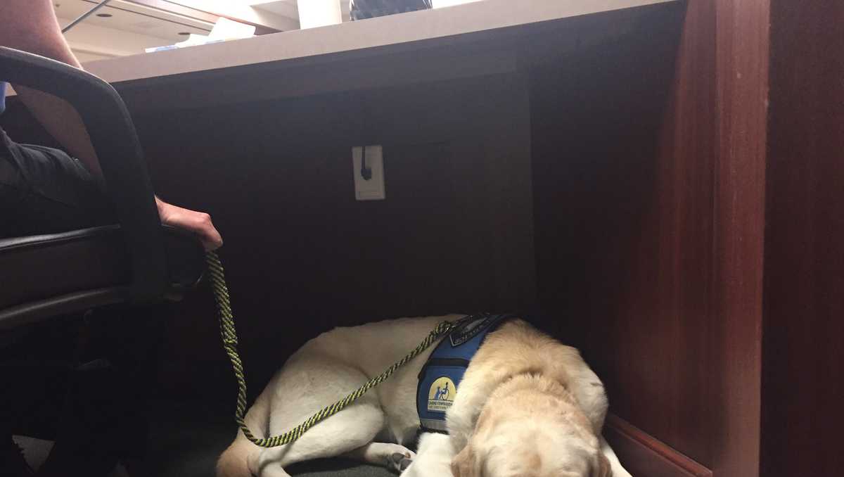 Police dog Raider comforted the Turpin children as they faced their ...