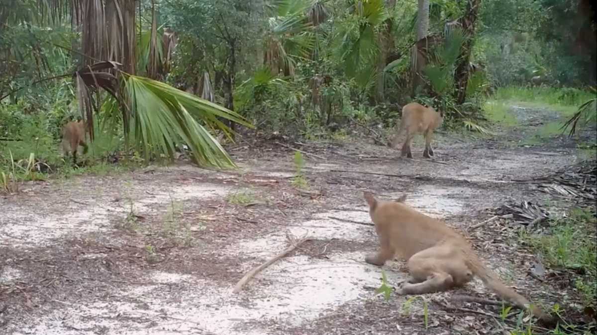 Wildlife officials are investigating why panthers are seen stumbling ...