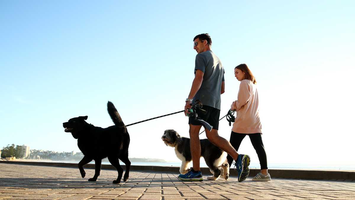 Pet owners who fail to walk their dogs daily face $2,700 fine in this ...