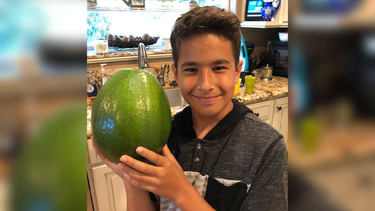 A 5.6-pound avocado set a new world record then made enough guacamole ...