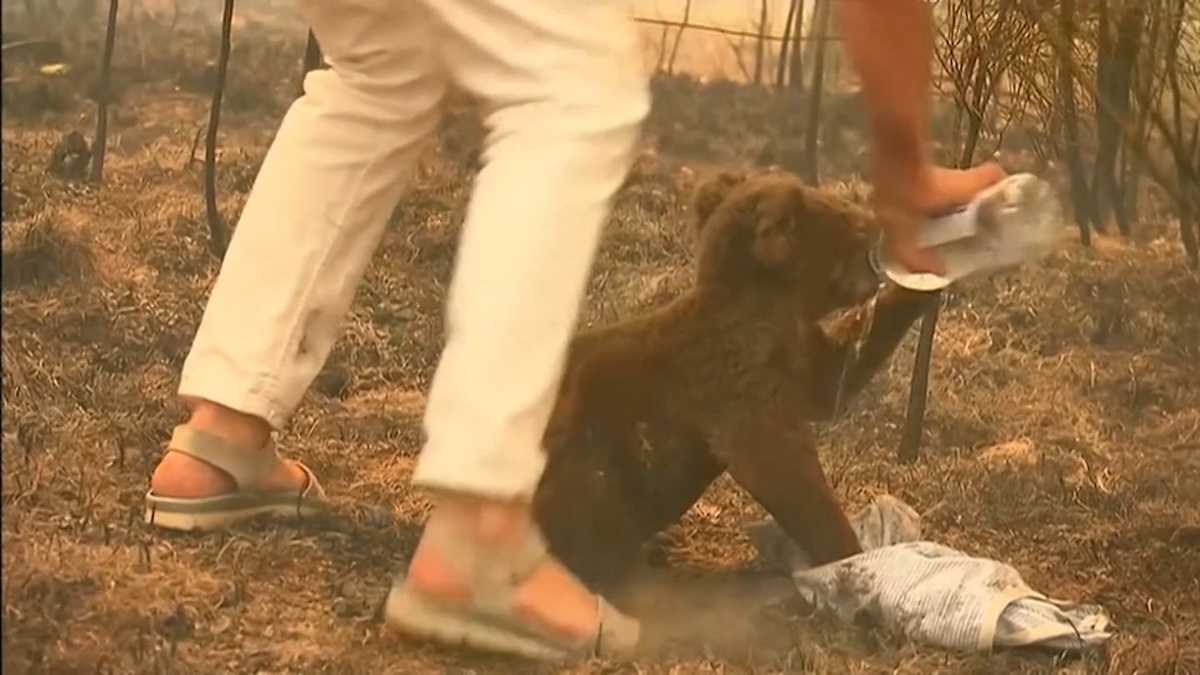 Burned koala euthanized week after viral video captured dramatic rescue ...