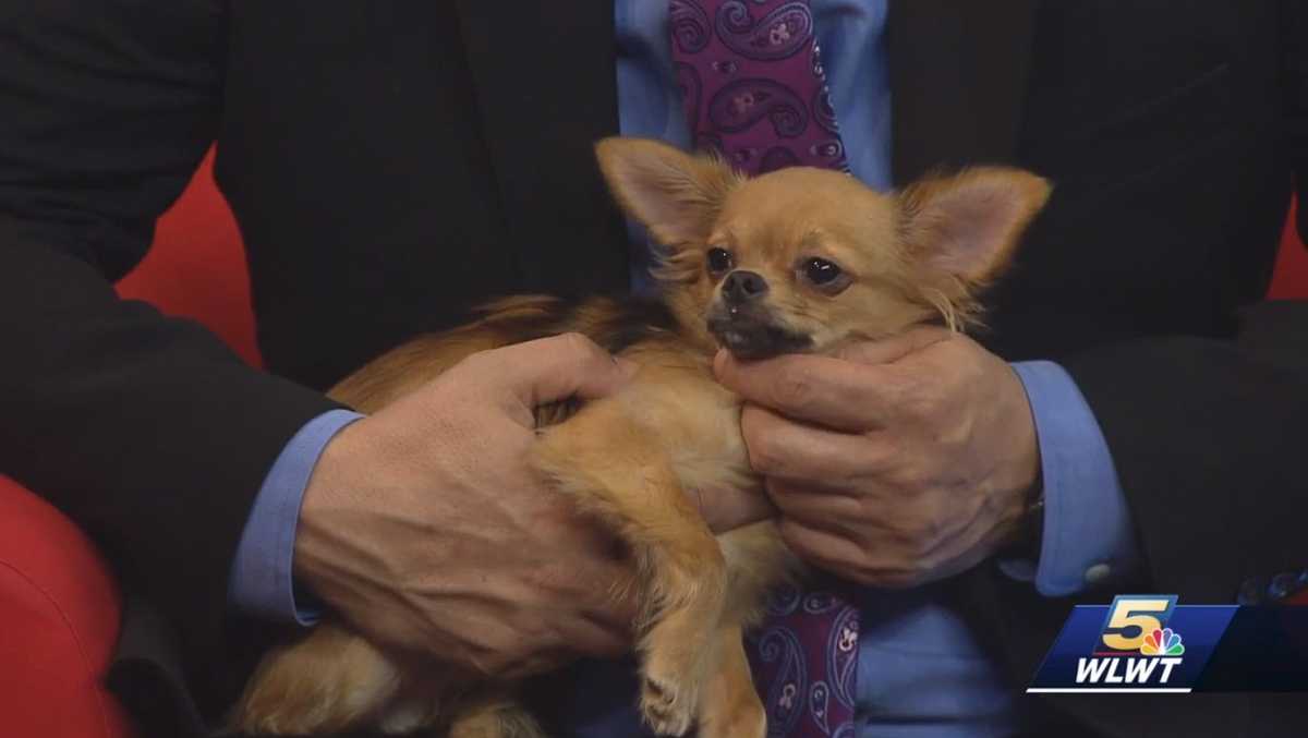 Meet the pint-sized pups and sweet cat looking for forever homes