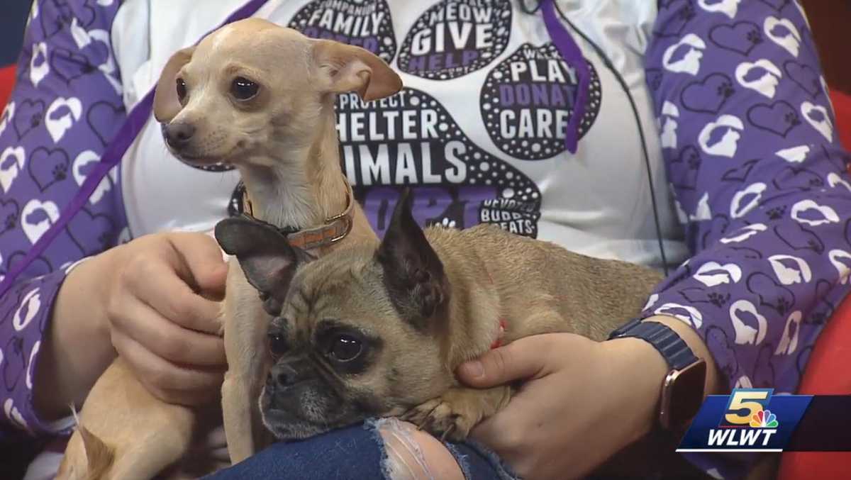 Meet the pint-sized pups looking for loving forever homes