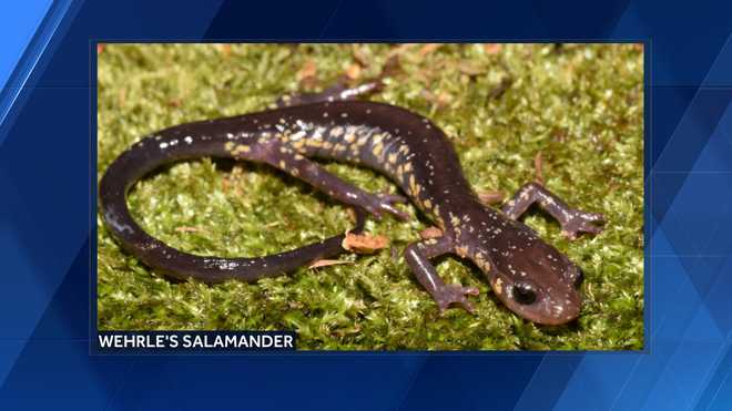 Eastern hellbender voted Pennsylvania's official amphibian